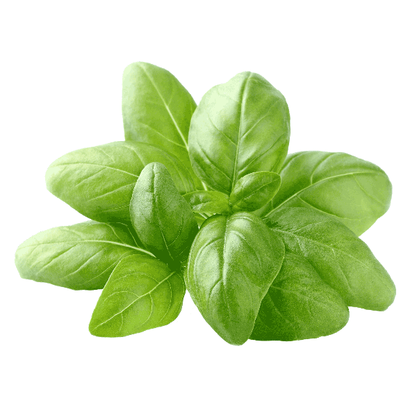 BASIL – Frootz On Parade