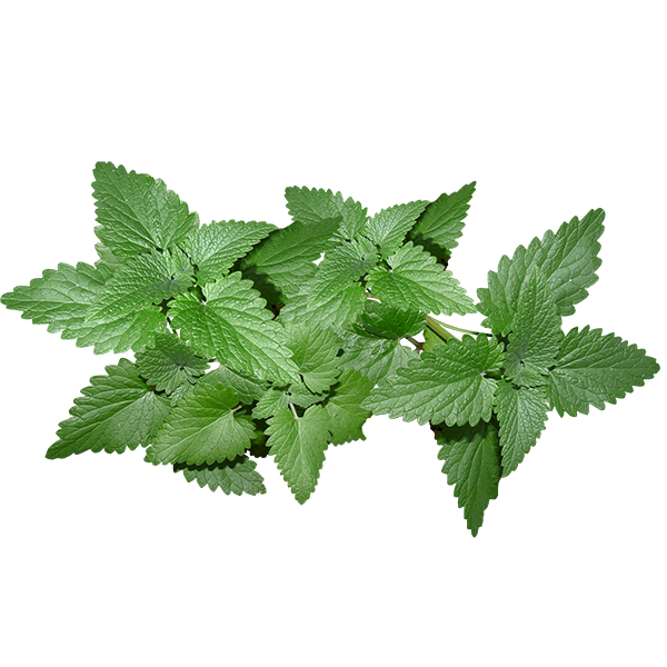 MINT – Frootz On Parade
